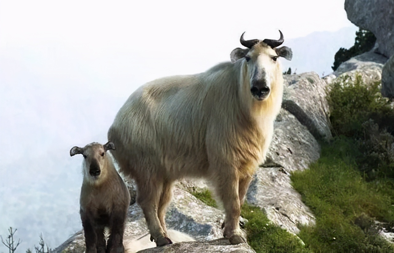 In the battle between humans and cattle, land is king. Why is the ...