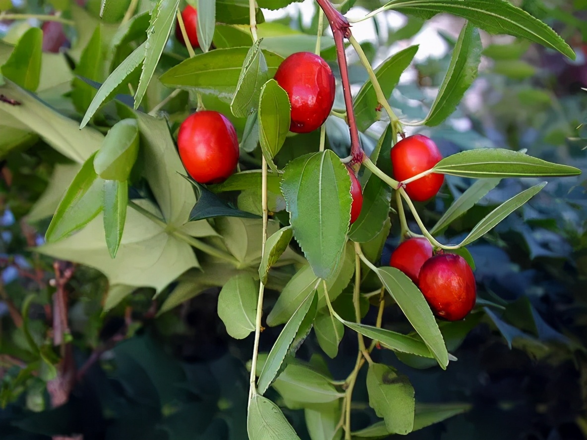 South Asian fruits mentioned in Buddhist scriptures - iNEWS