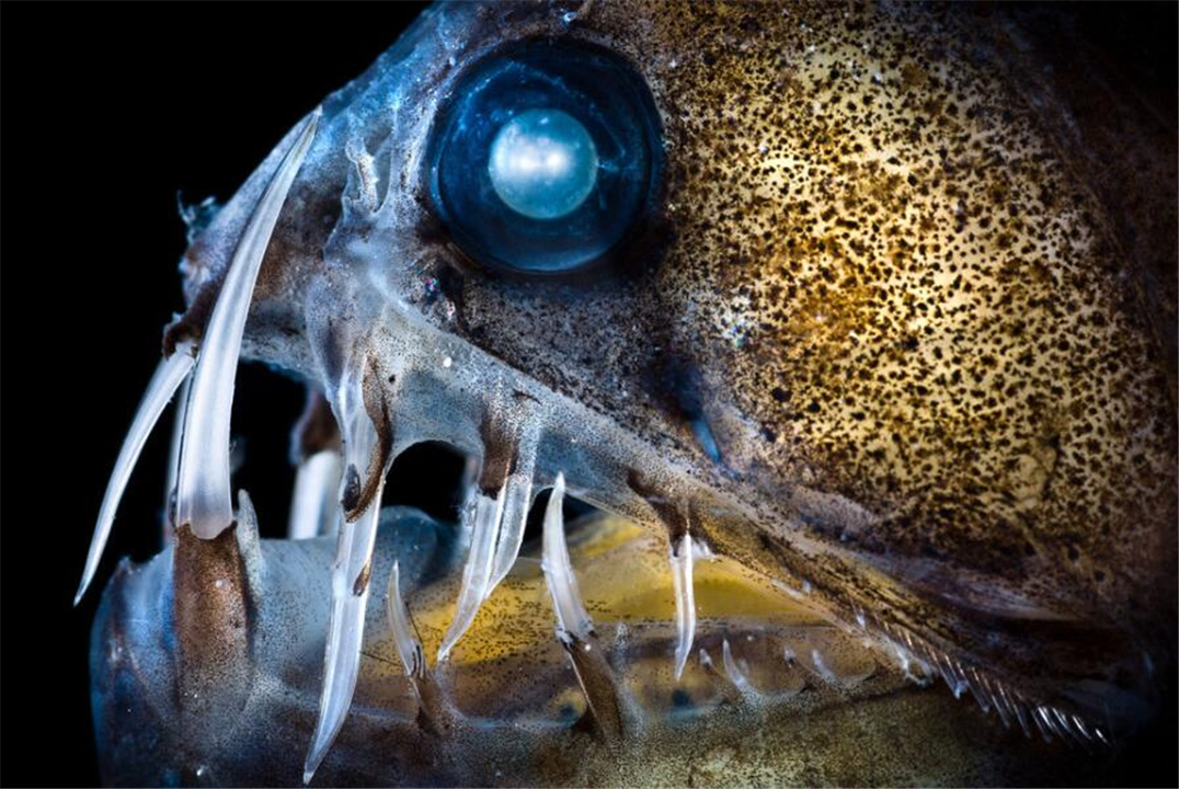 What is 10,000 meters under the sea? Scientists go deep into the ...