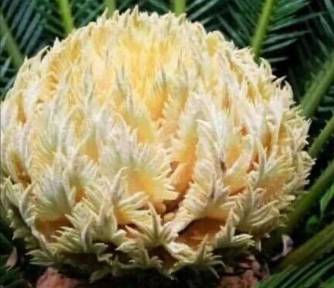 Have you ever seen iron trees bloom? - iNEWS