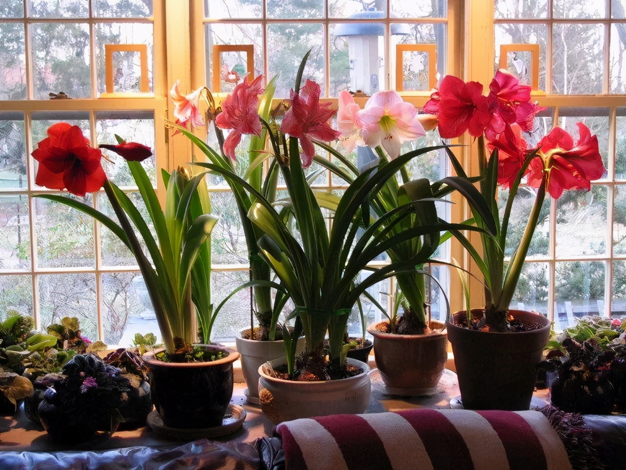 "5 kinds of flowers" suitable for small pots, large pots are "not ...