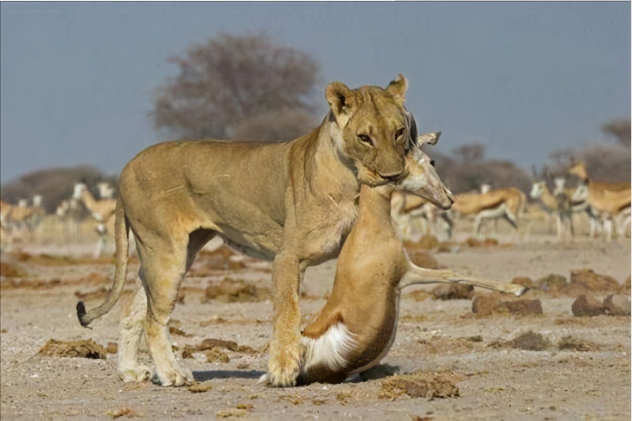 Why is the lion love to eat internal organs? Dining is not afraid ...