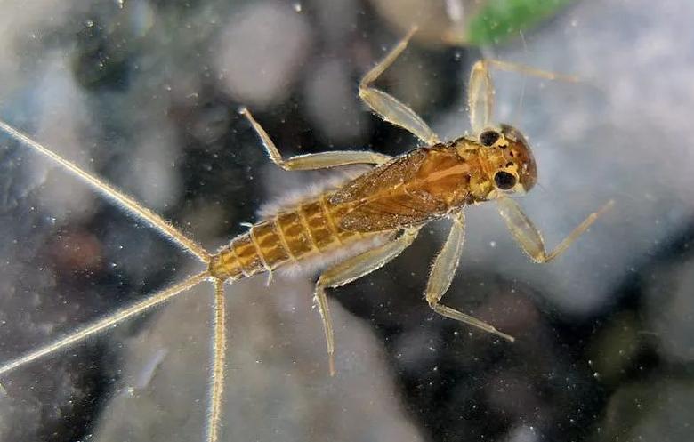 Mayfly can only live for days?What is the meaning of its existence, is ...