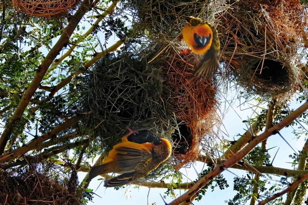 The giant bird's nest in Africa, weighing 1 ton, why no one went up to ...