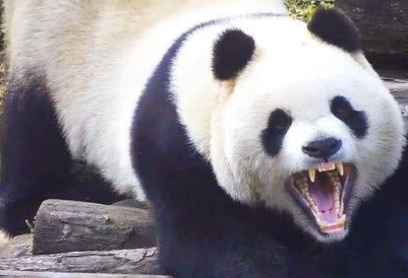 Can pandas beat tigers? The most ferocious side of pandas, strong ...