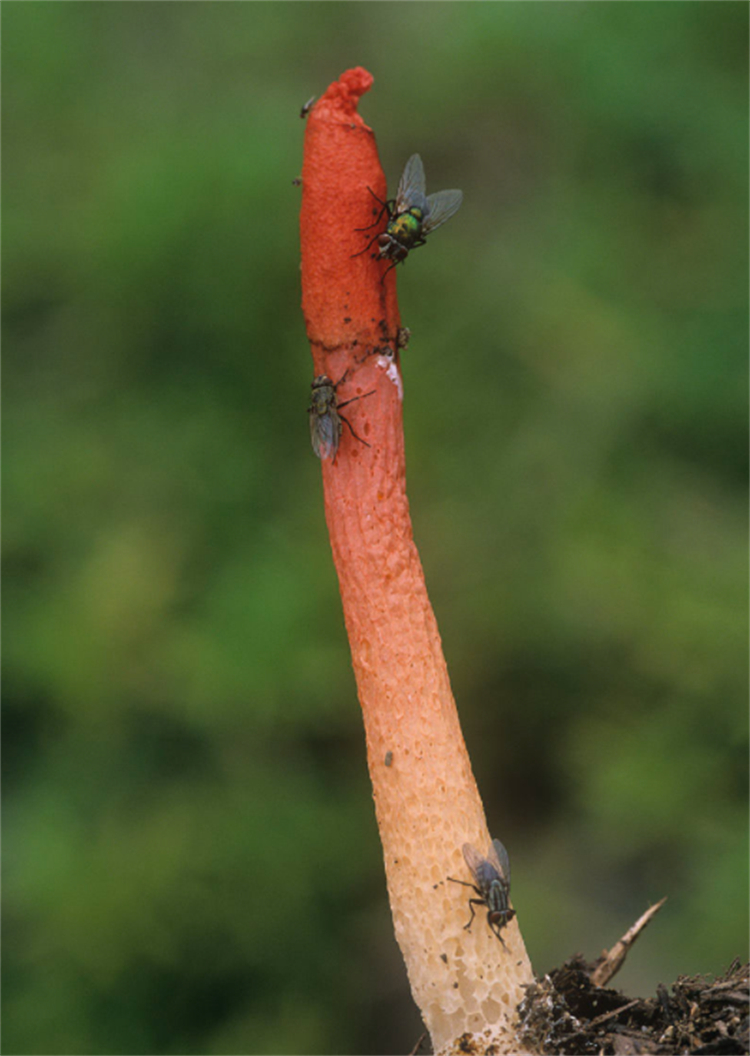 Inventory of 11 kinds of "bad flowers" with a unique smell. Everyone ...