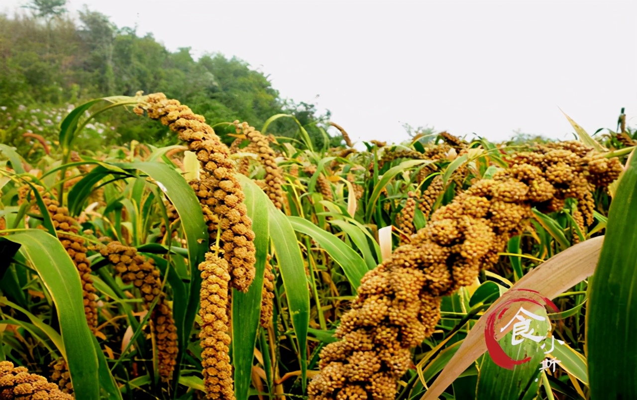 What is the difference between yellow rice and millet? There is a big ...