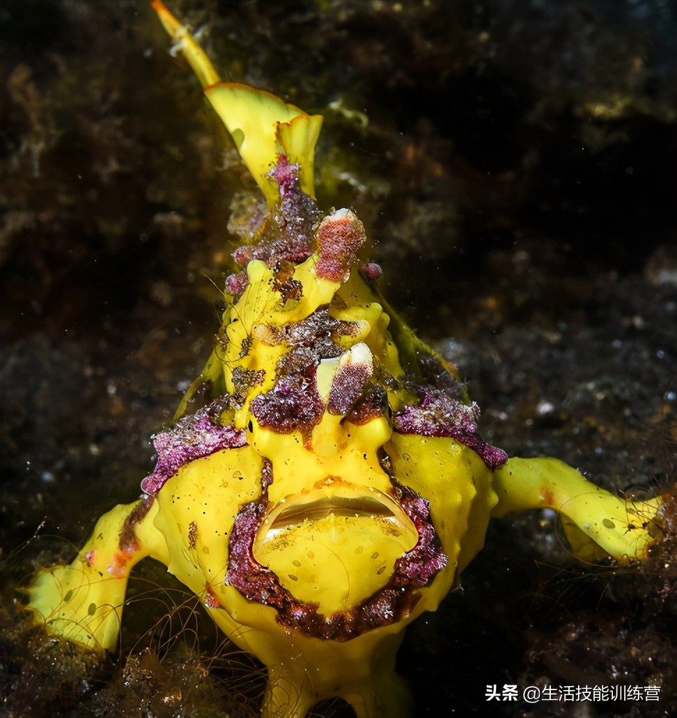 30 pictures show those deep sea creatures that we don't know - iNEWS