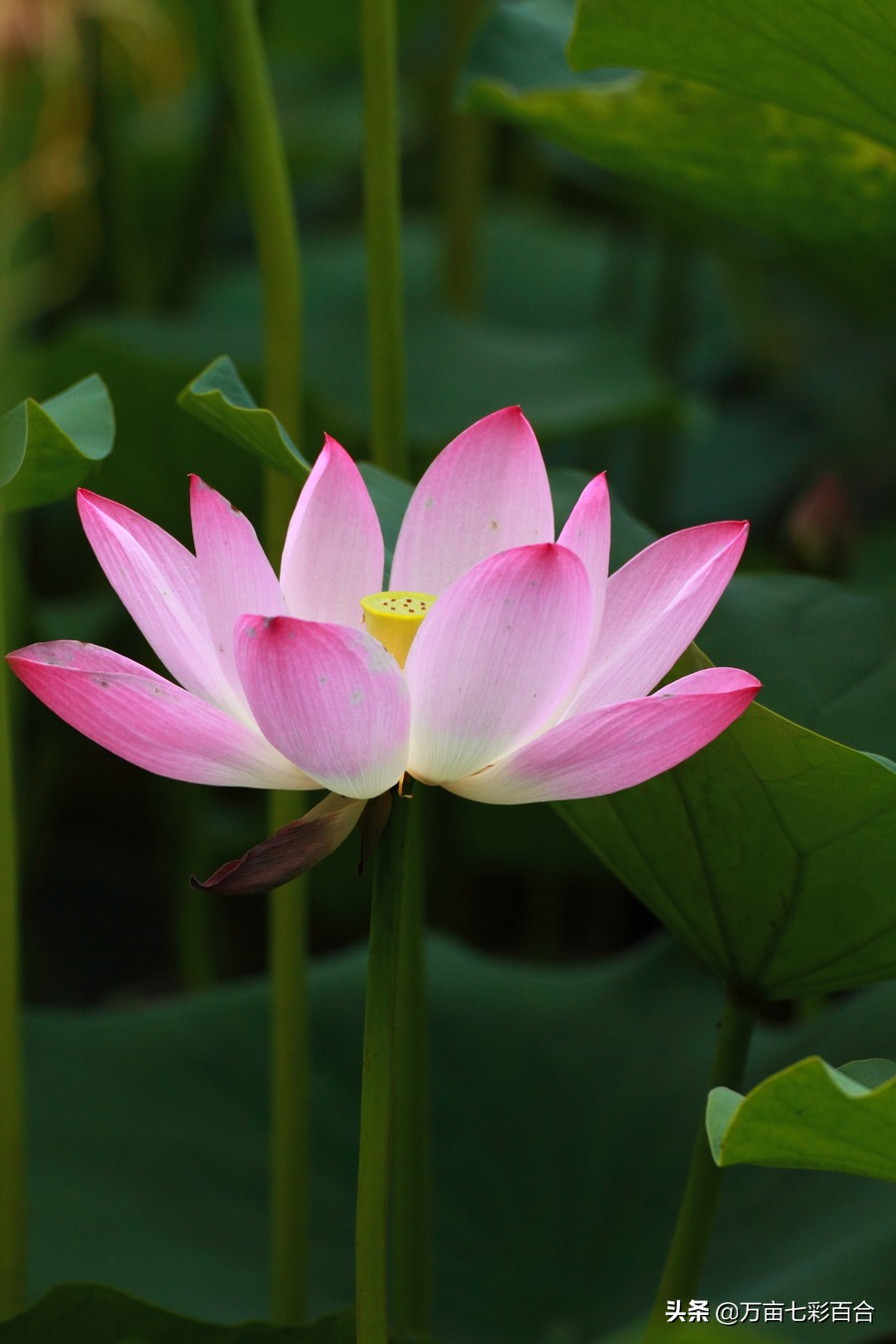 Let's take a look at the "national flowers" of countries in the world ...