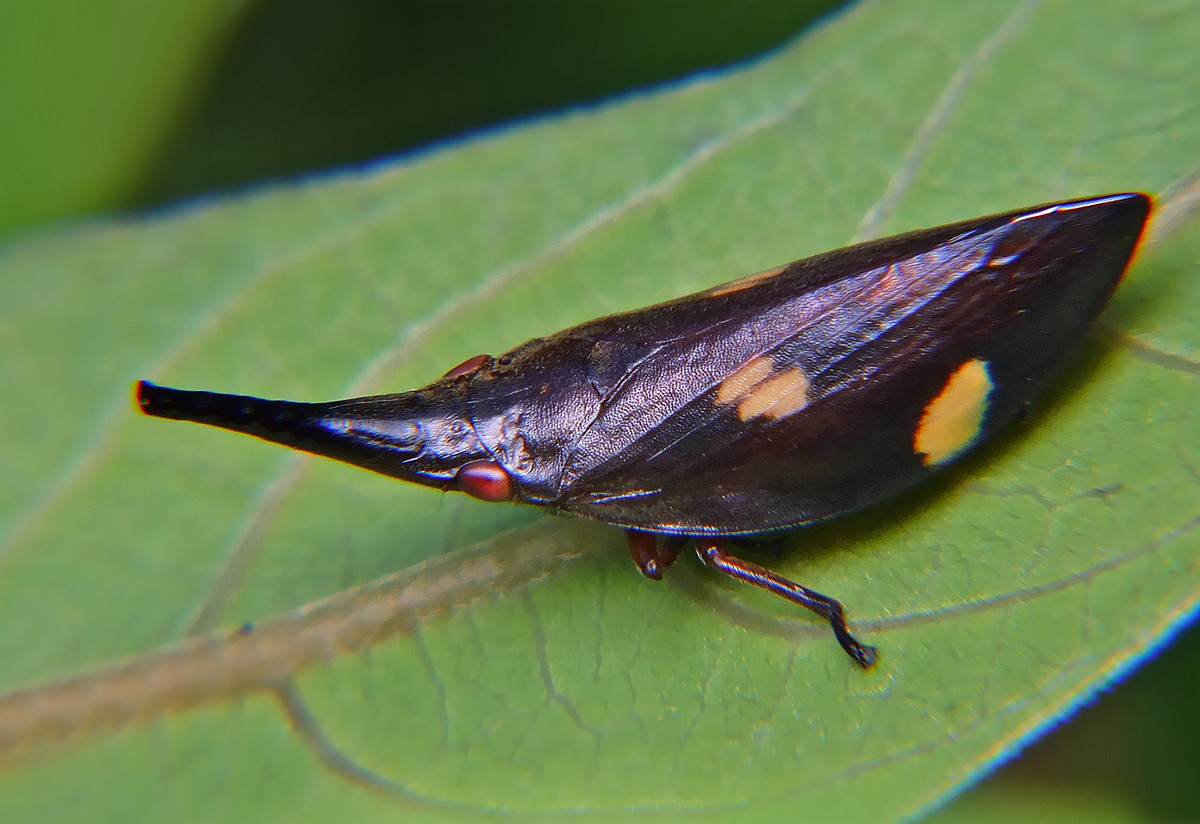 The "white momo" on the plant leaves, the old rural people say it is ...