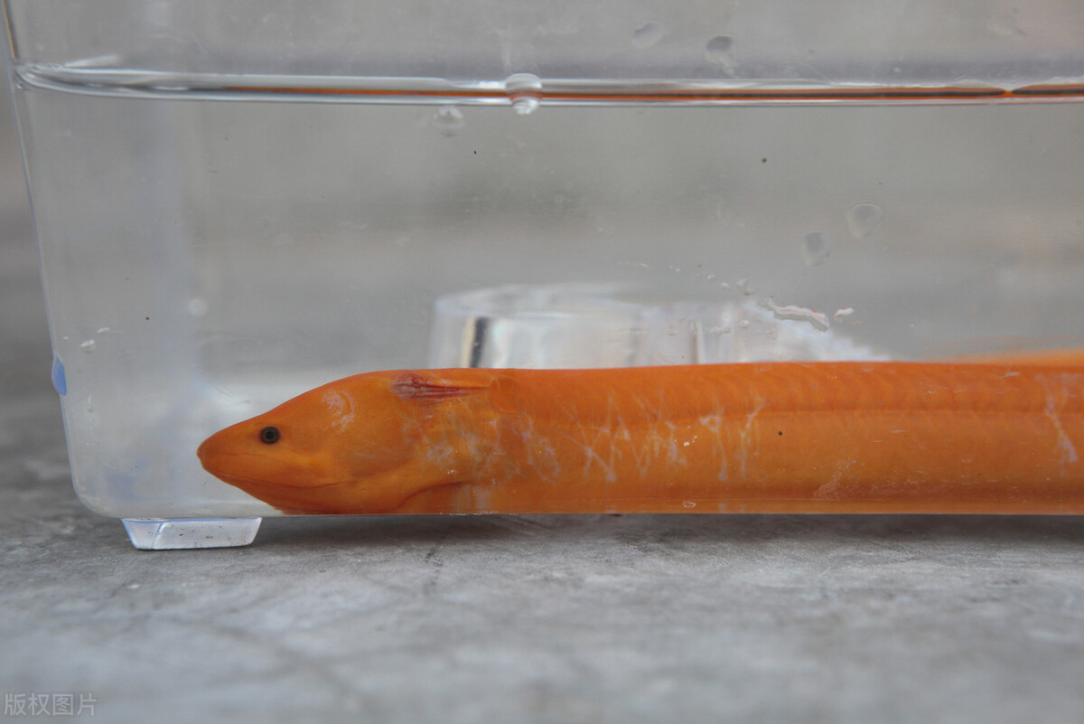 Rice field eels usually get into the soil of rice fields and do not eat ...