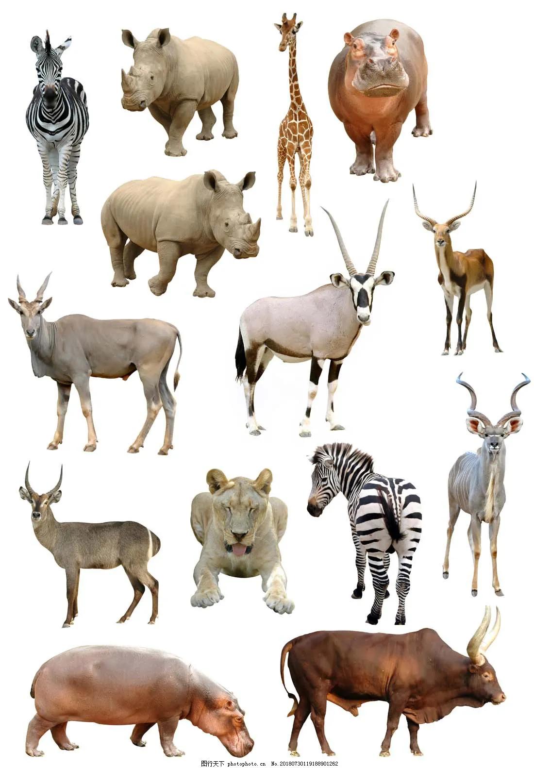 False common sense about animals - iNEWS