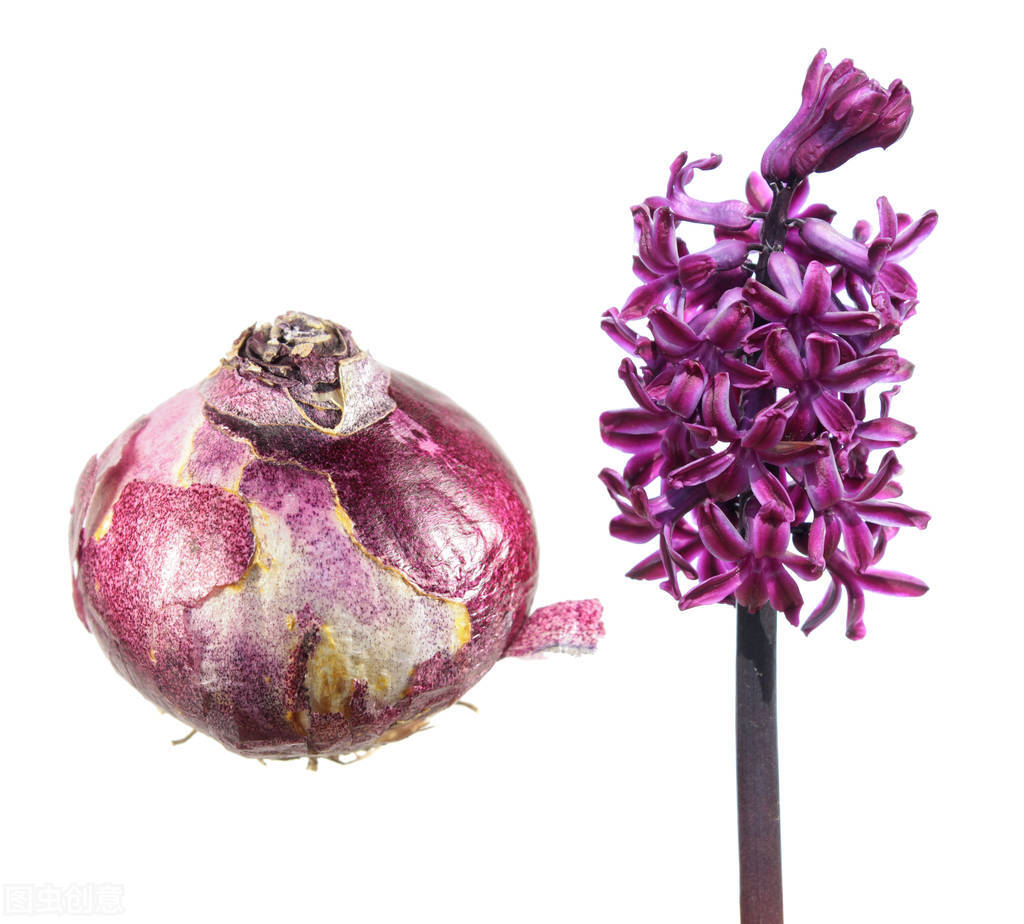 How to raise your hydroponic hyacinth - iNEWS