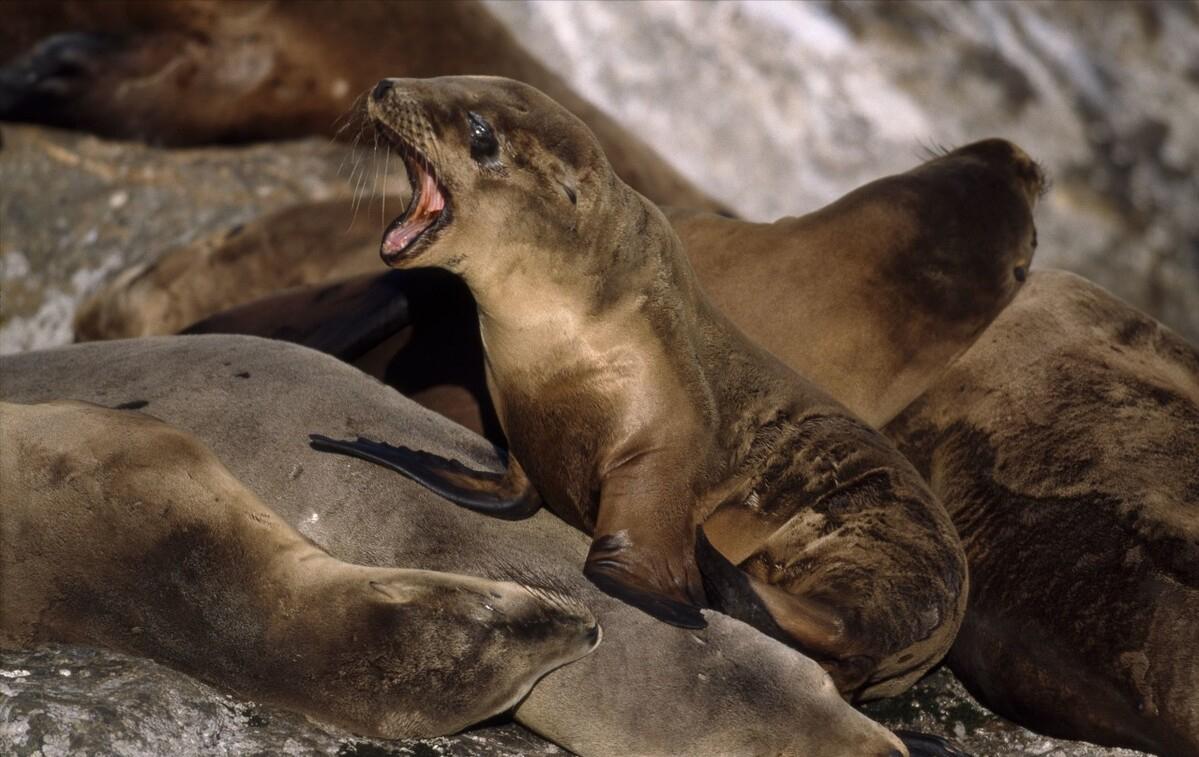The Stella sea cow, 10 meters long and weighing 10 tons, was eaten to ...