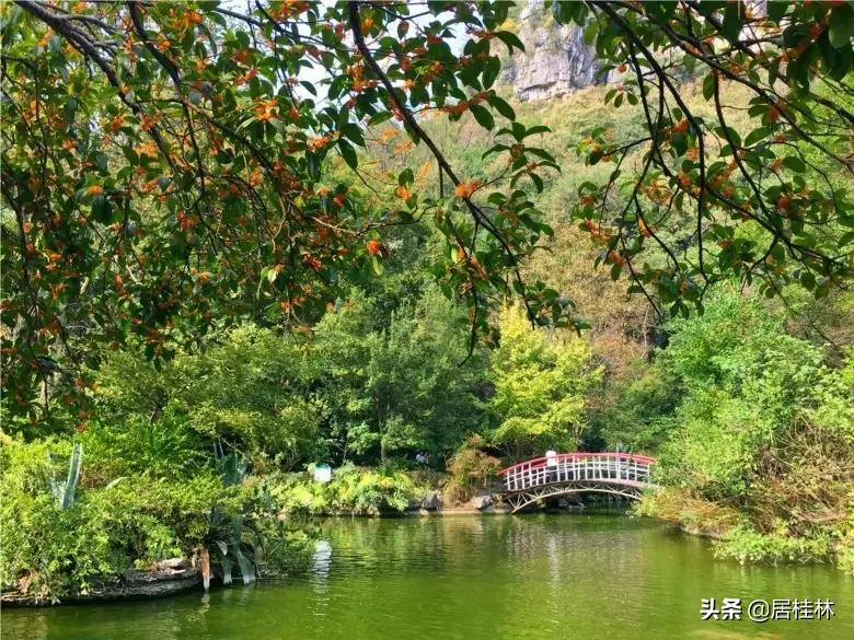 In Guilin, osmanthus flowers bloom in the whole city, which district is ...