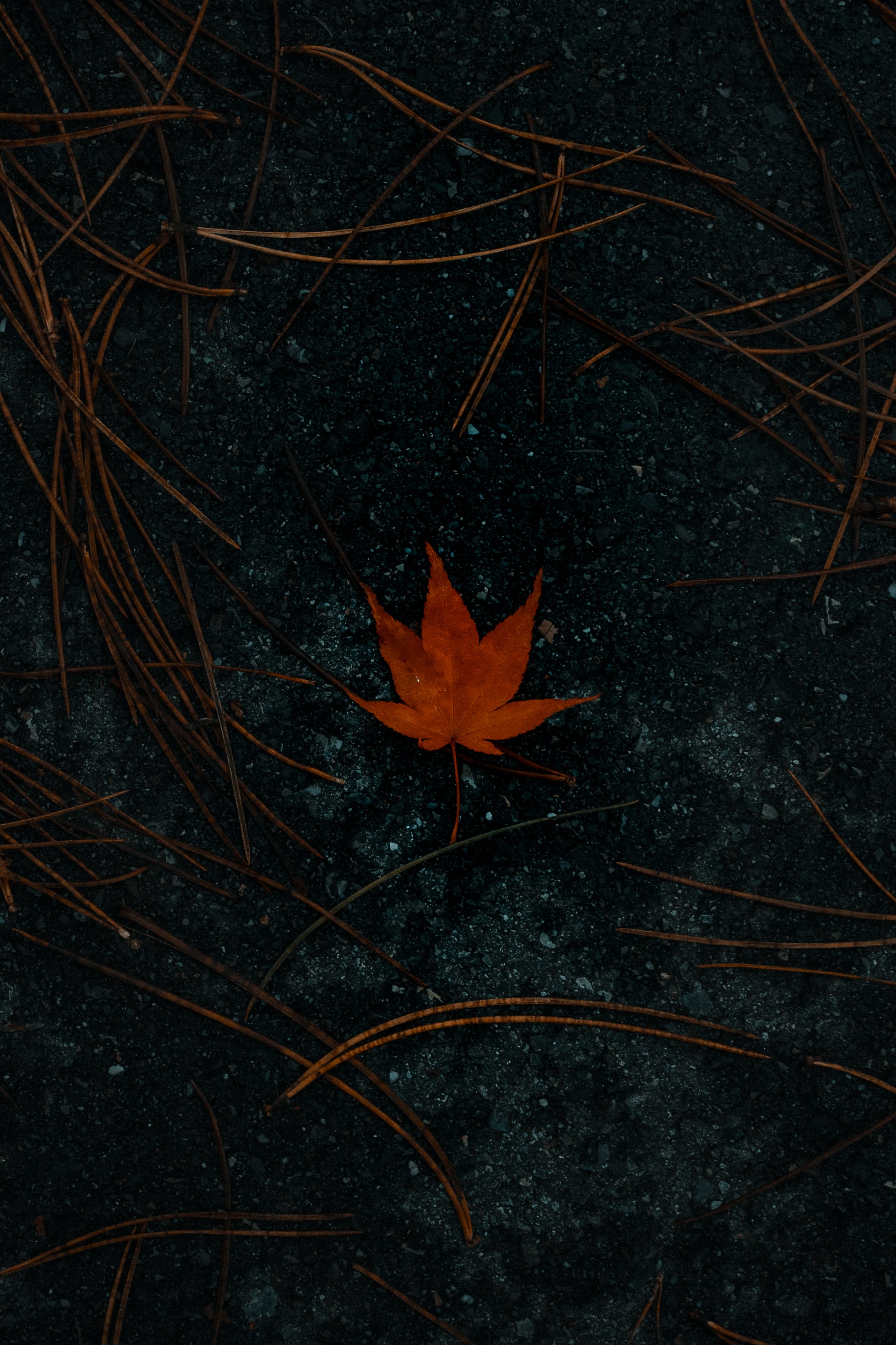 Meng Jiao's masterpiece "Bitter Cold Yin", in 4 sentences, the 4 words ...