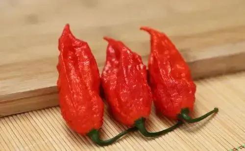 Can the chili pepper that has entered the Guinness Book of Records be ...