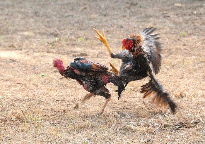 The First of the Four Elephants in Xingyiquan-Chicken Leg Daozhen - iNEWS