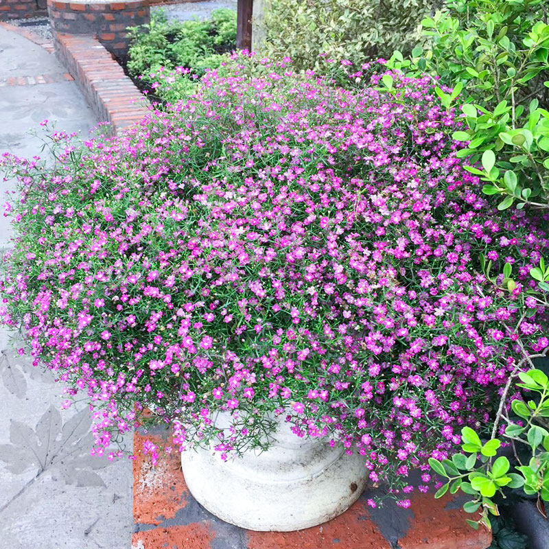 To grow flowers on the enclosed balcony, you need to "select carefully ...