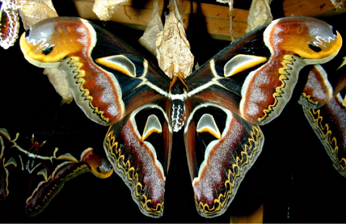 Snake face and moth body!Yunnan was surprised to find the Holly ...
