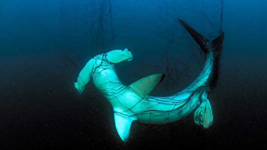 Two female sharks lived together for 10 years, and one of them gave ...