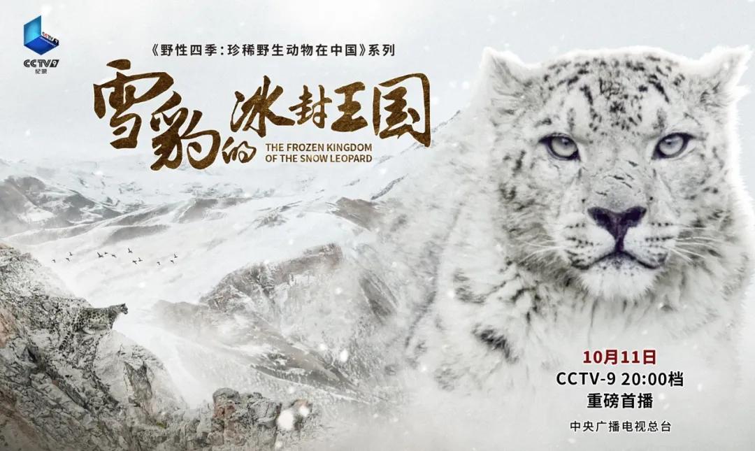 "Snow Leopard's Frozen Kingdom": A documentary adventure to explore the ...