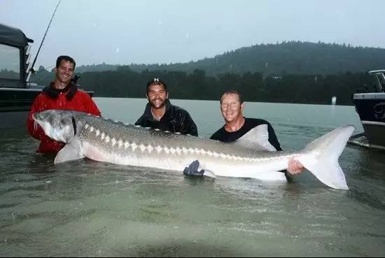 The five longest fish in the world, you may not find a fish longer than ...