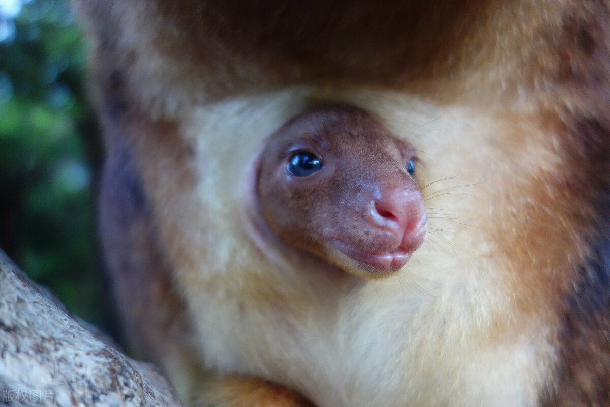 Kangaroos living on trees: five hands, three vaginas, two uterus ...