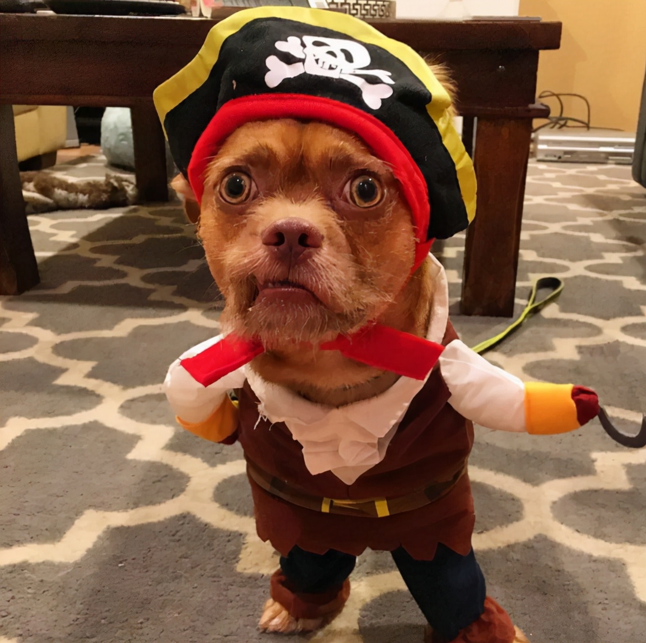 The dog was thrown away because he had a "goatee". After being rescued ...