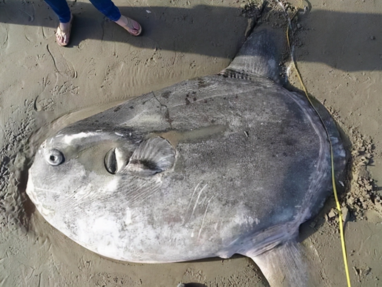 The fishermen caught 2 tons of giant sunfish by accident. Why did they ...