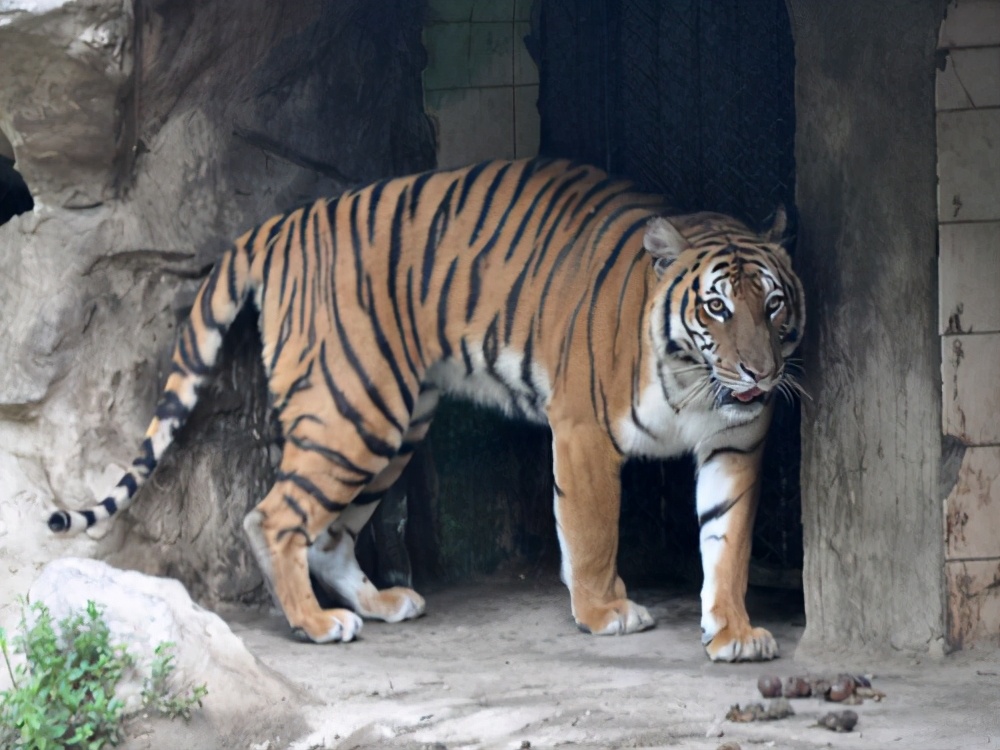 What happens if you put tigers and lions together?History has proven ...