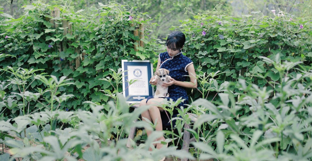 Li Ziqi set the world record for the most subscribers to the YouTube ...