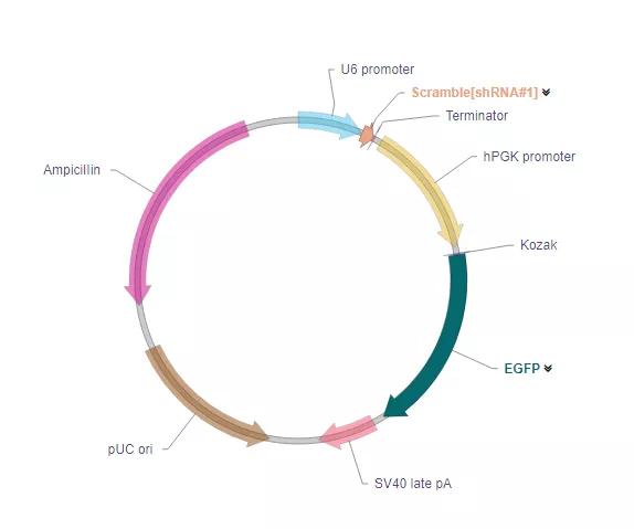 Teach you how to design mammalian shRNA interference vectors - iNEWS