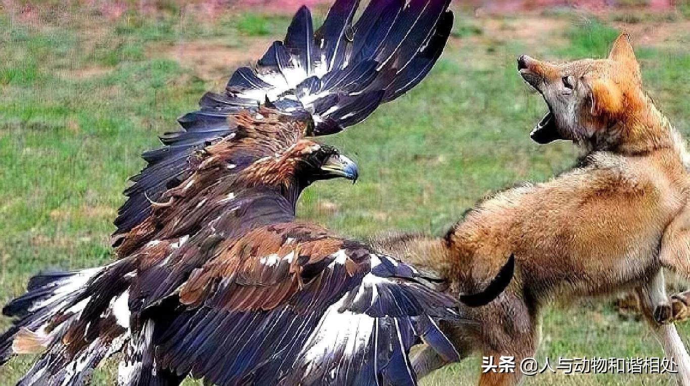 Why can't the wolf beat the golden eagle? - iNEWS