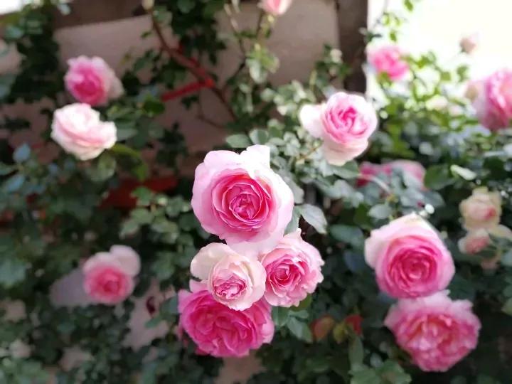 My neighbor, Grandpa Li, used a bunch of garbage to grow flowers, and ...