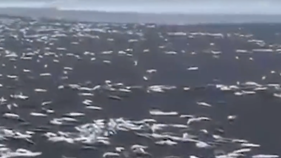 Large-scale dead fish appeared on the coast of Japan, spreading about ...