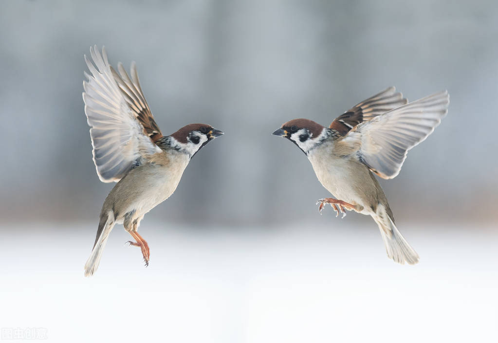 Sparrows can fly and jump, why can't they walk? - iNEWS