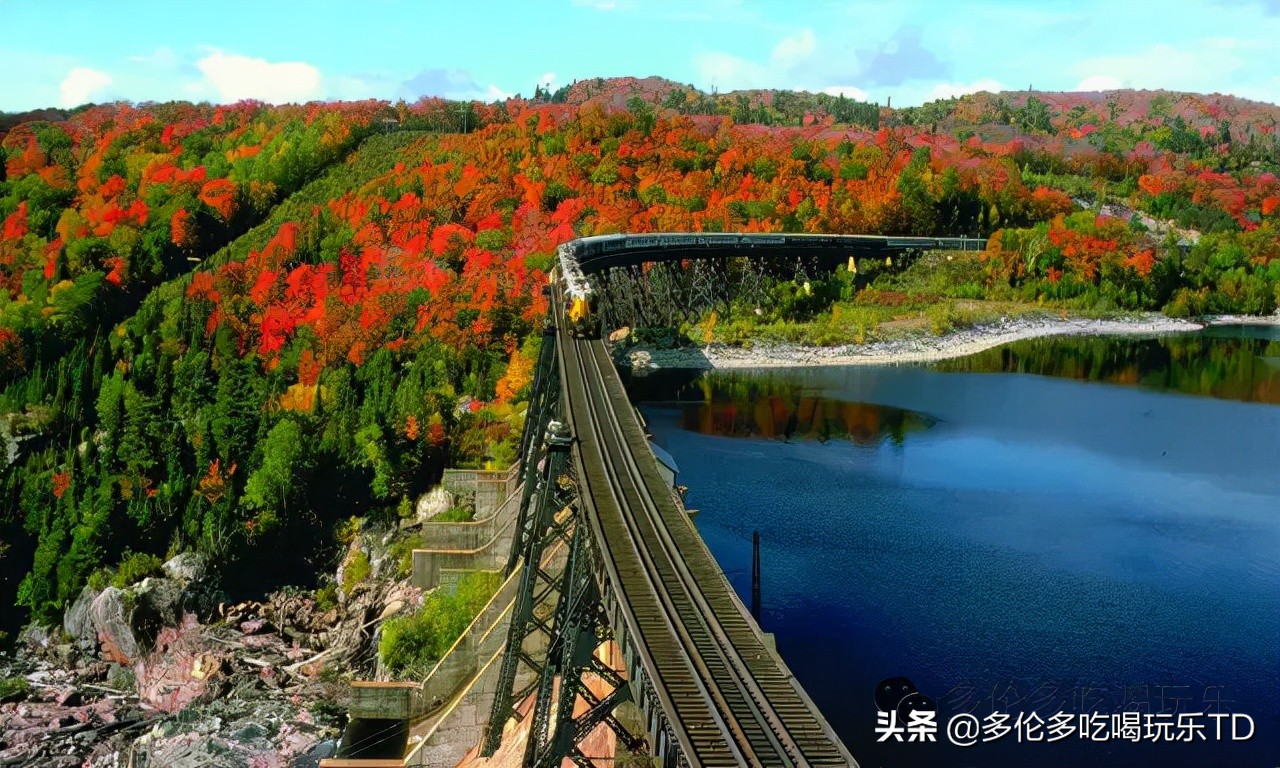 Algonquin maple leaves completely change color, Ontario maple viewing ...