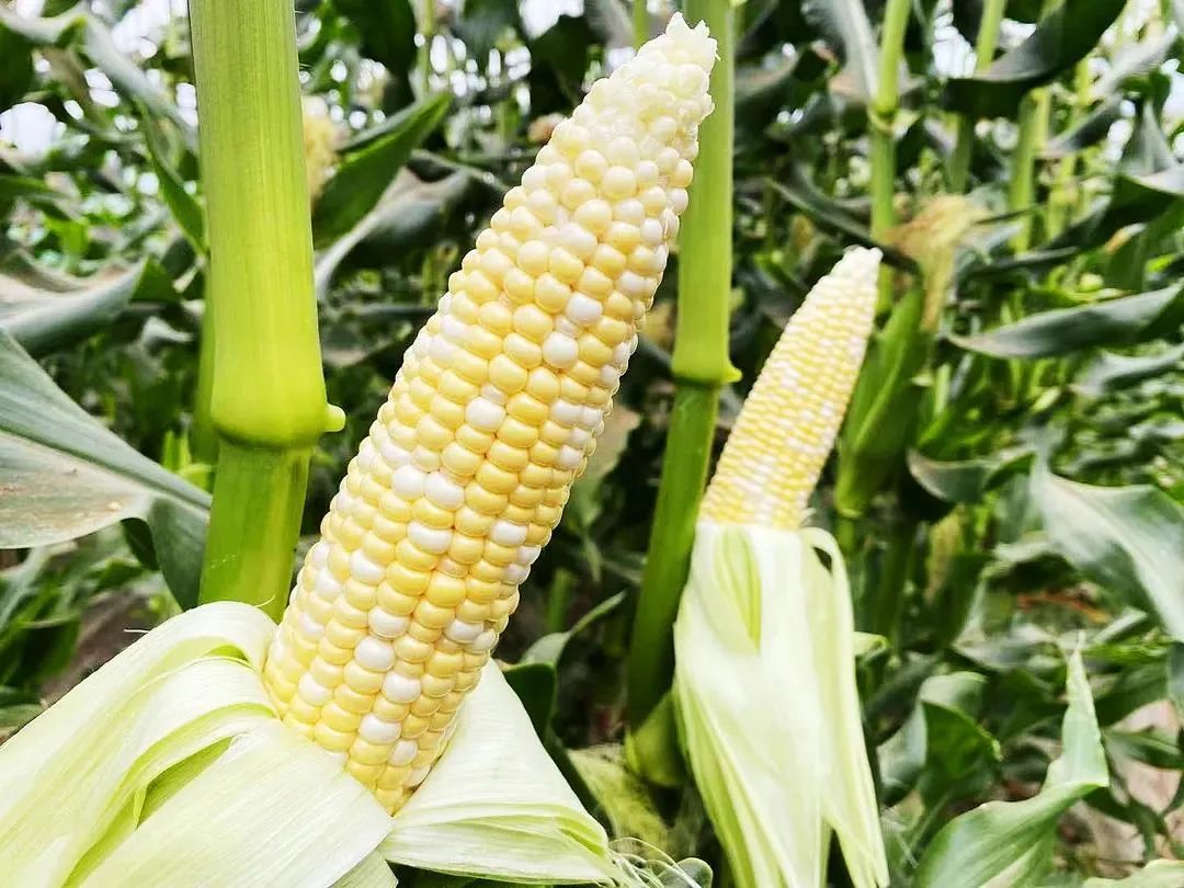 It can be eaten raw and will burst. This fruit corn that is tender ...