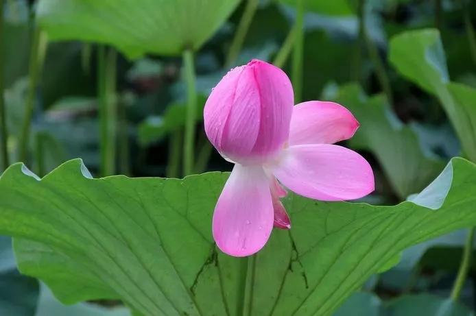 He Xian Yi Yi Hua Jie Yu series of short poems - iNEWS