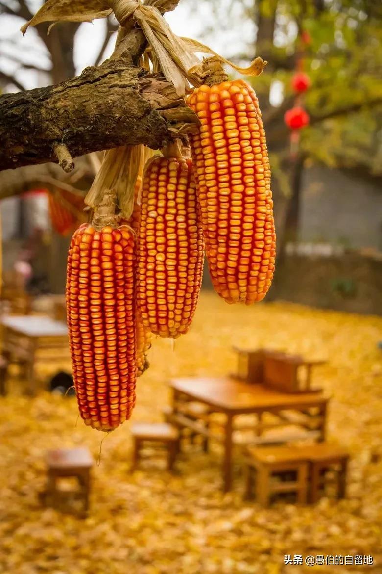 China's most beautiful village "Ginkgo Time Tunnel", one in Xuzhou, one ...