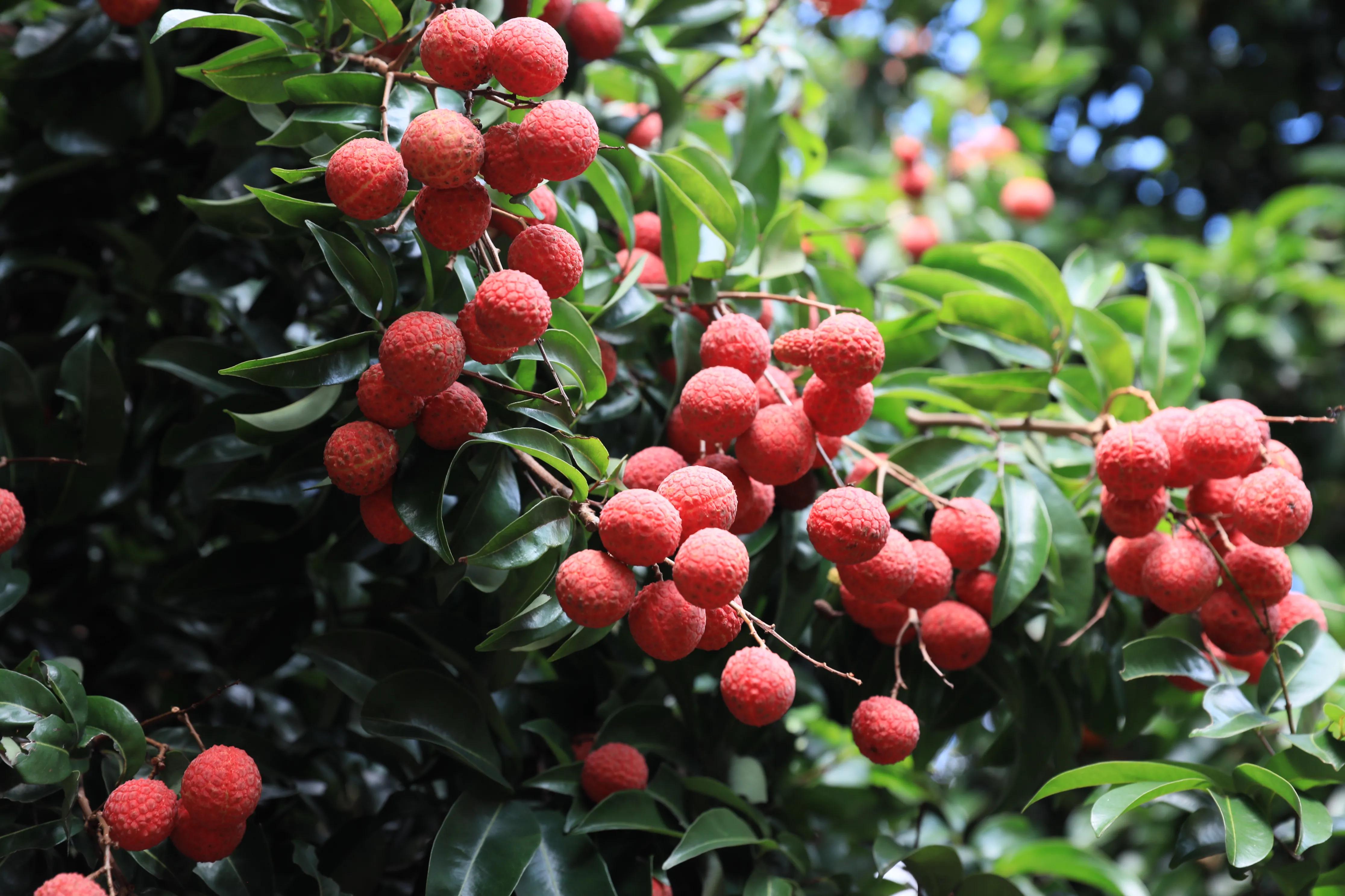 Lychee tree in my hometown - iNEWS