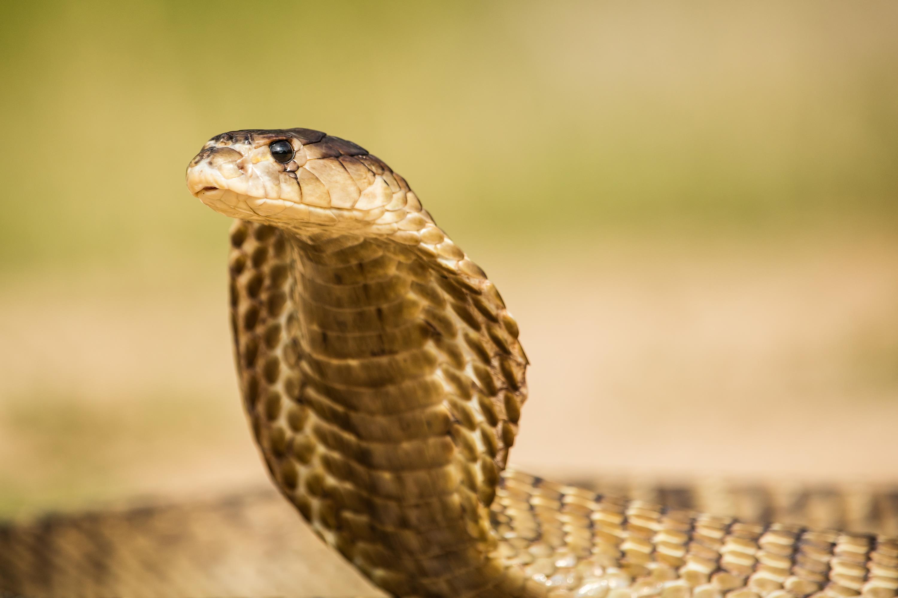 Two countries!How powerful is the King Cobra?3 big natural enemies are ...