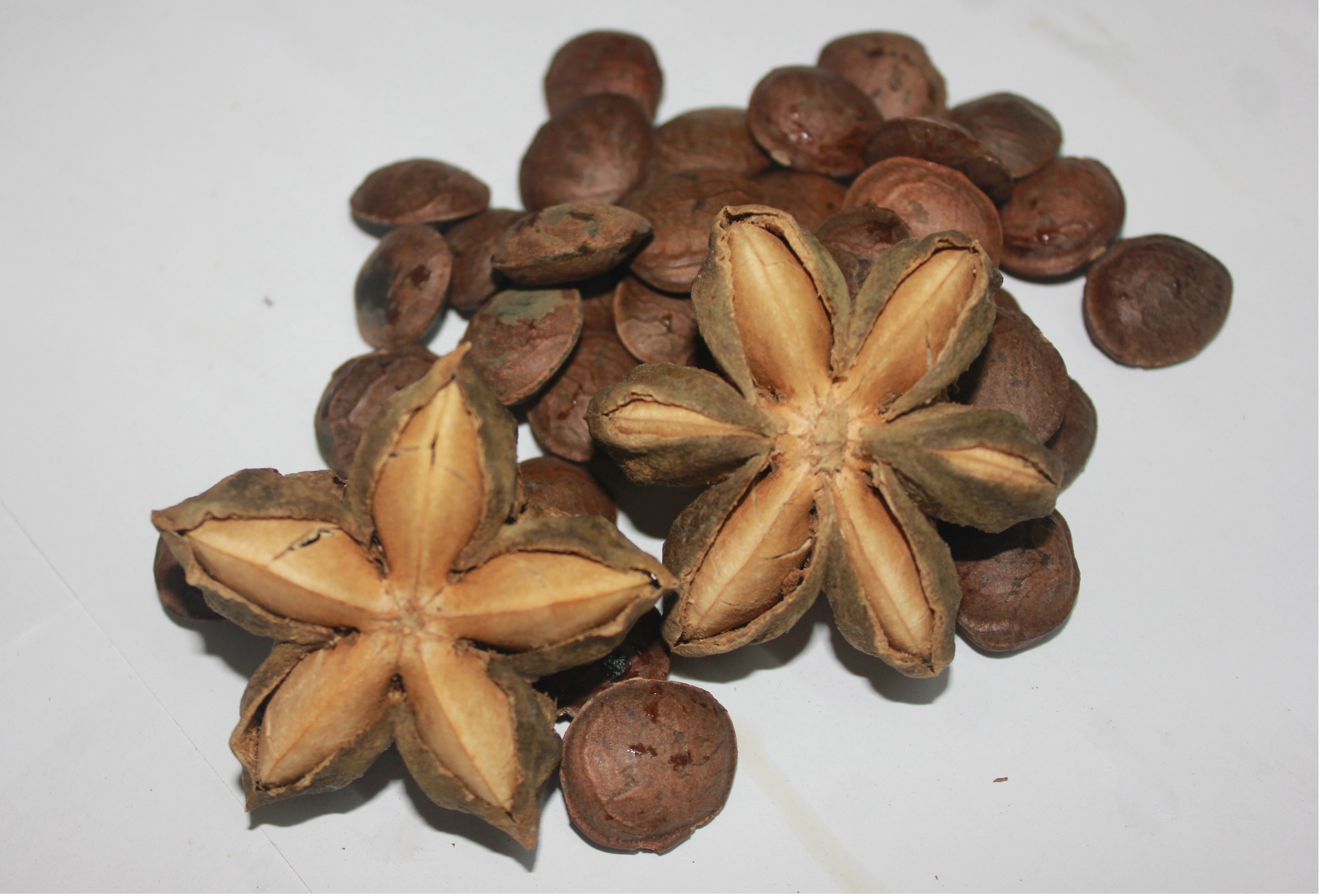 Exploring the beautiful vine fruit - iNEWS