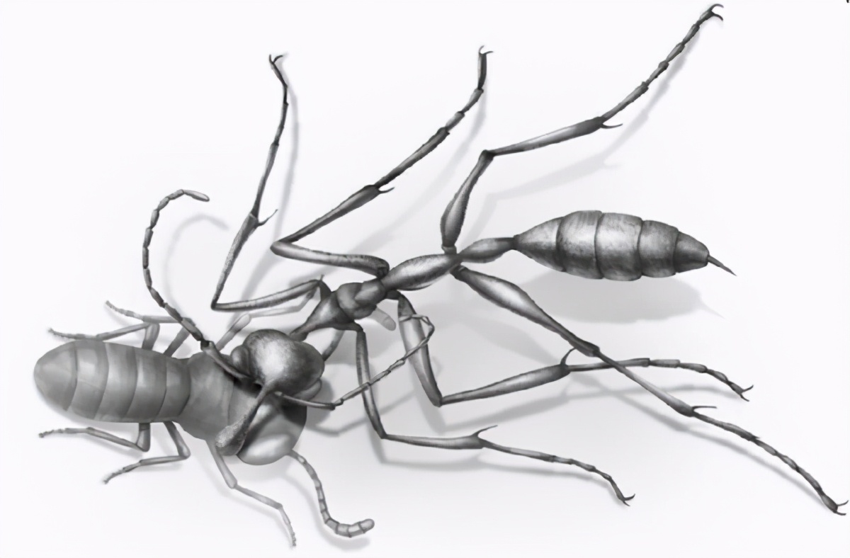 Scientists have discovered that "Hell ants" come from 99 million years ...