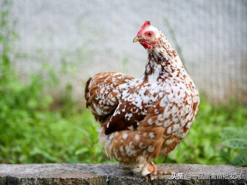 Raising this kind of chicken is very sweet. The "dwarf chicken" that ...