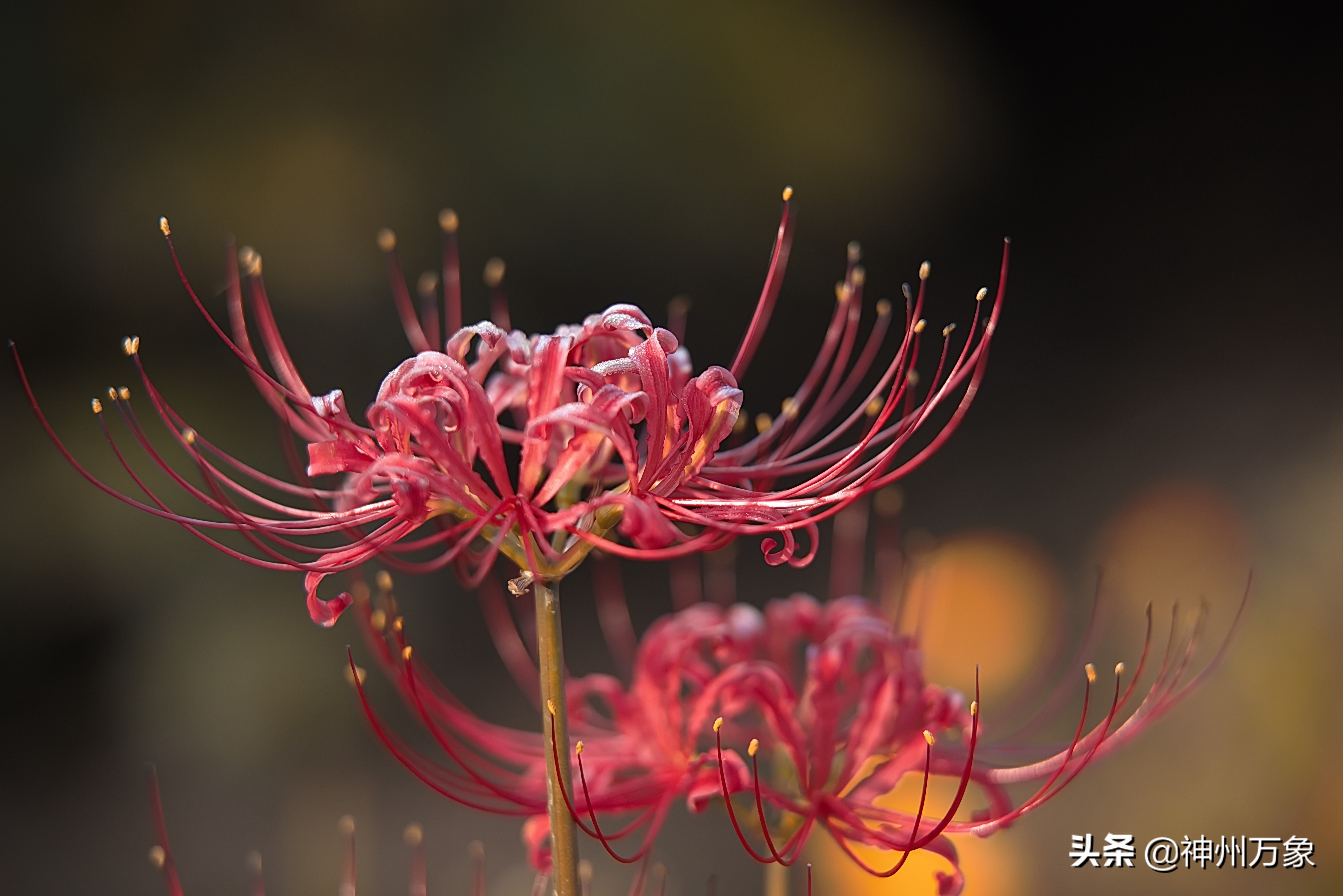 Aesthetic Photography-Bi An Flower - iNEWS