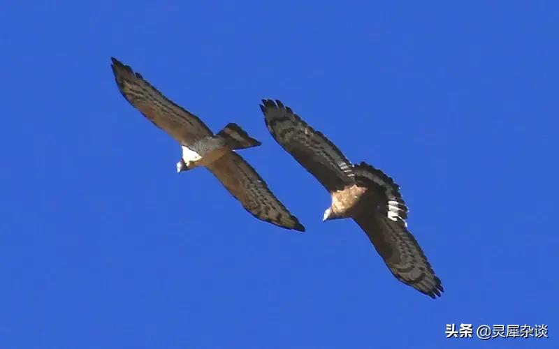 The eagle is among the ten thousand enemies, dare to single out the ...