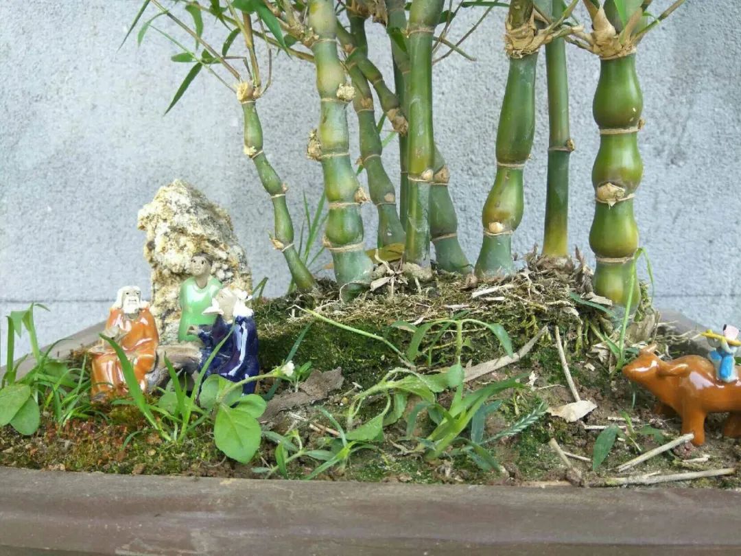 This "fat bamboo" is really peculiar. It has the character and ...