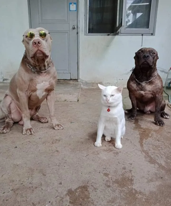 The cat has been brought up by a pitbull since he was a child, and his ...